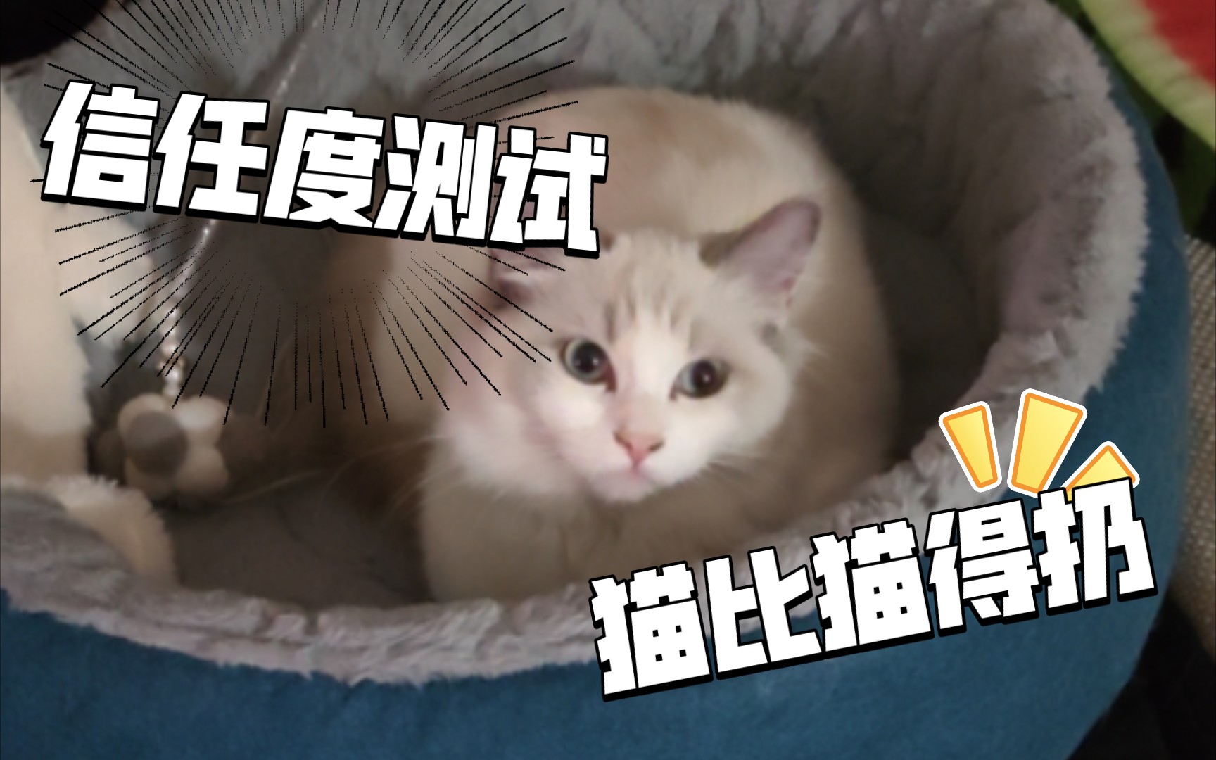 猫咪信任度测试,猫比猫得扔!