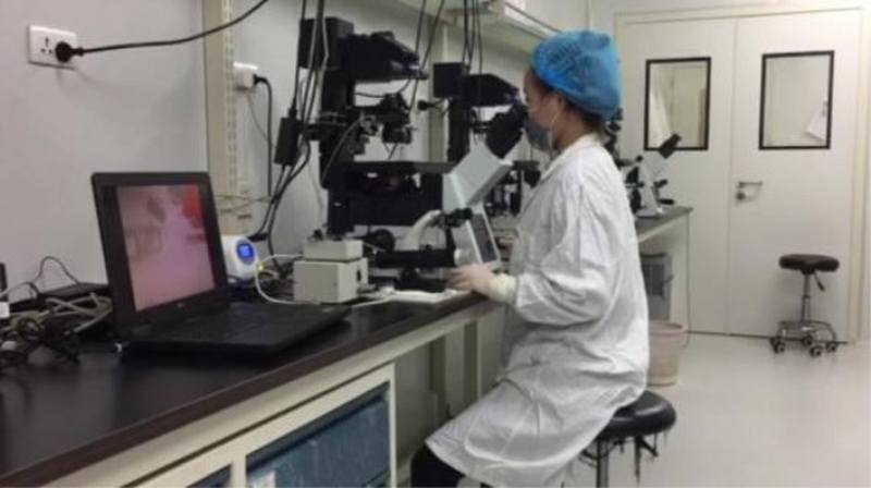 克隆猴:科研人员进行猴卵母细胞去核实验