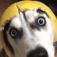 我在山上打老鼠 