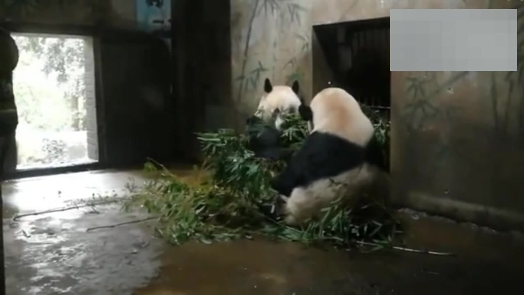 大熊猫成就双好: 就就好好我们有特殊的取竹方式