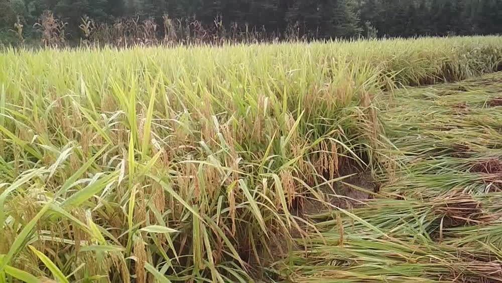 农村小伙收稻谷了,我家水稻被干了二十几天,还是大丰收