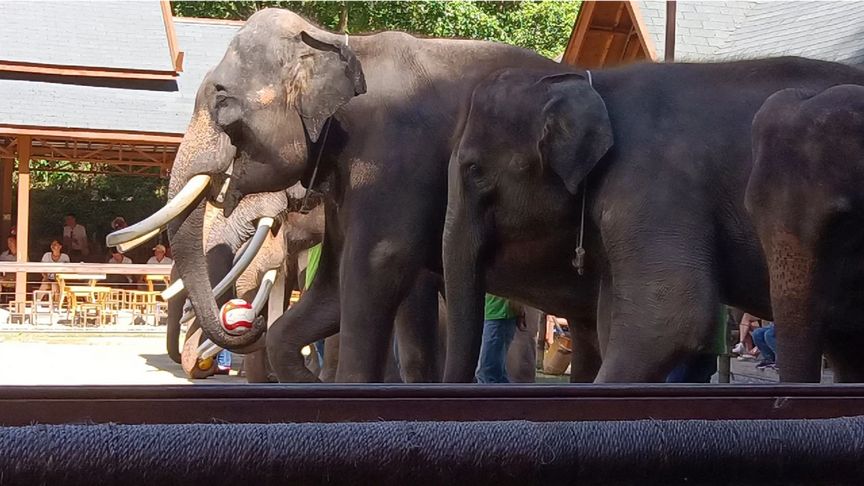 野生动物园的大象表演