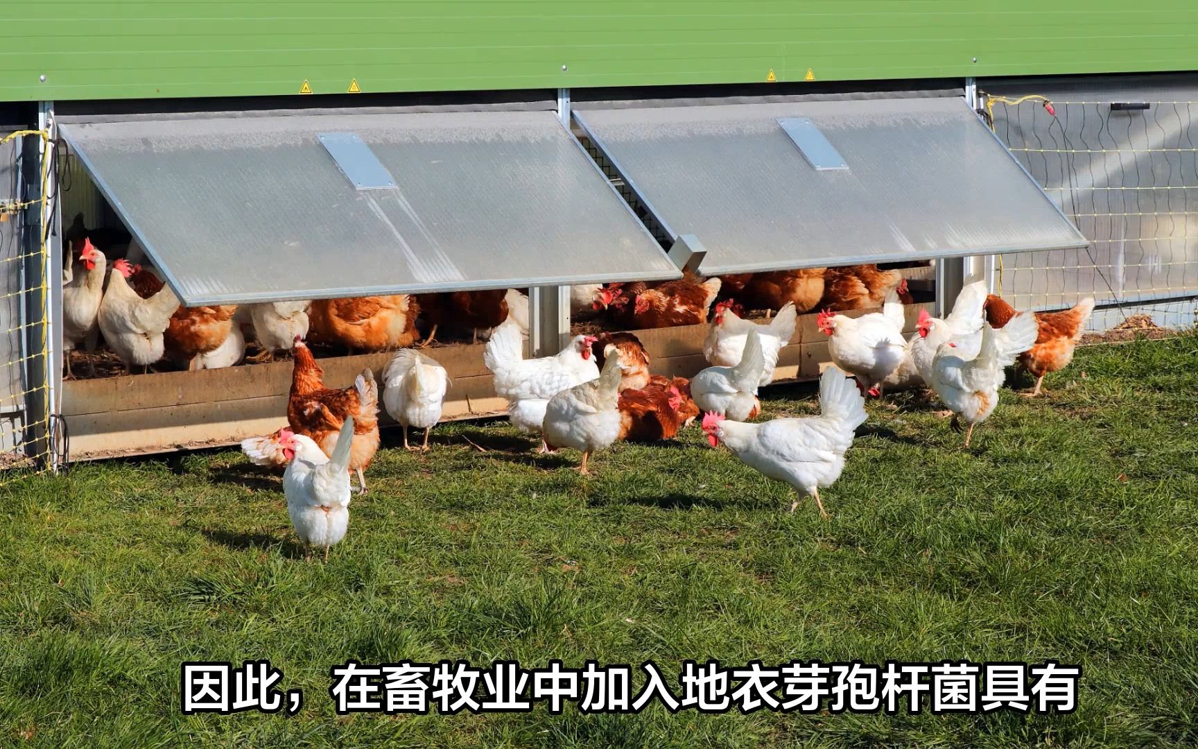 地衣芽孢杆菌—农业新时代的生态化利器