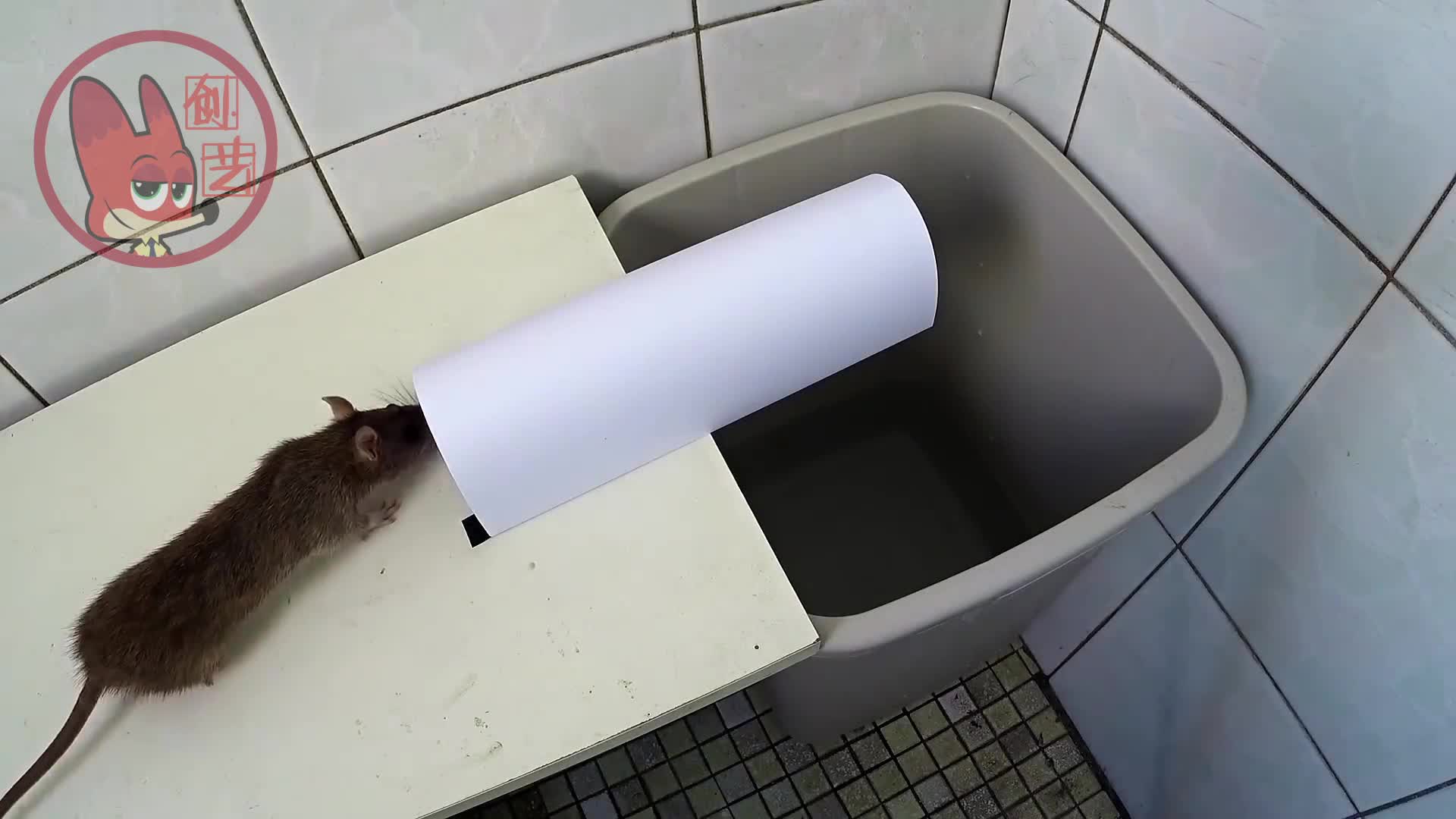 生活小创意:DIY自制简易捕鼠器2!