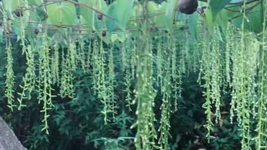 漂亮如金柳般的独活(黄独)已经结果了