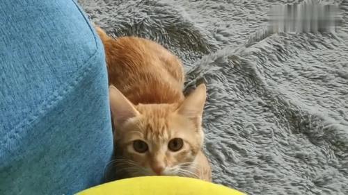 为了,攻击,我,橘猫这个姿势它竟保持了十多分钟