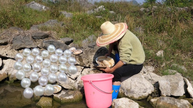 在桥洞溪流中发现淡水珍珠蚌,大姐打开后,竟收获惊喜大珍珠