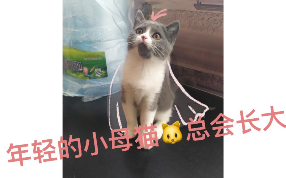 【蓝白英短】武汉封城之后,家里的小母猫发情了,我只好拿出棉签。