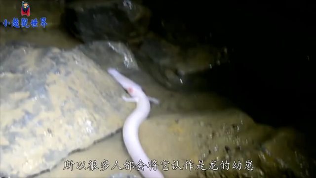 昆仑山到底有何秘密?难道真的如传说藏有真龙?原来真身是它!