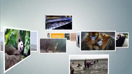 国际生物多样性日公益广告宣传片