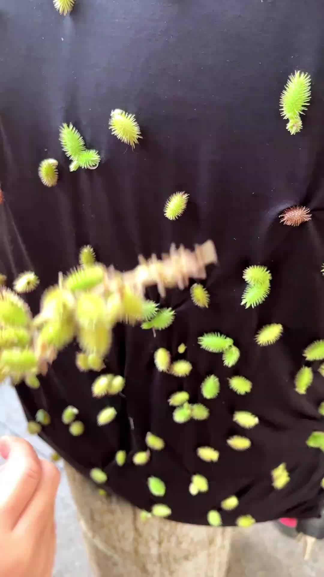 小时候经常采来玩的苍耳子,没想到它竟然也有药用价值