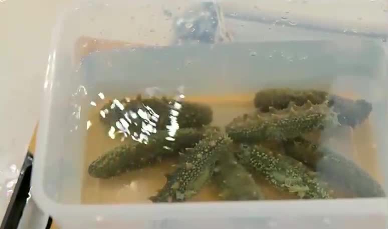 海参三部曲之一,家常海参泡发冰发处理过程