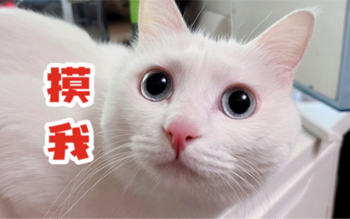 别的猫看了都说:不信谣,不传谣!