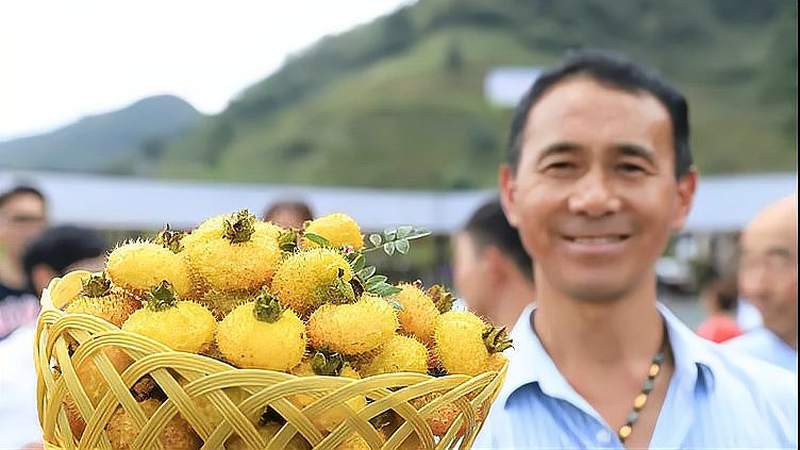 2021贵州刺梨公益广告9月20日于央视起播,展现贵州生态美食品