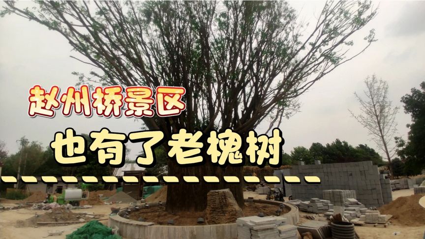 赵州桥景区闭园修建,原来的老样子一点也看不见了,老槐树挺神奇