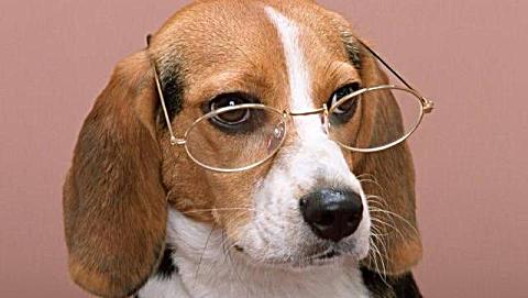 训犬教程 训练狗狗上厕所