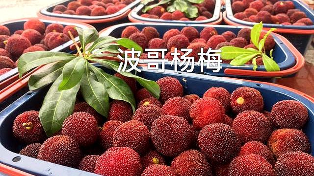 简单谈谈杨梅是如何进行梳果管理