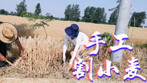 远嫁跨越2000公里回农村老家 跟82岁姥爷一起去割小麦