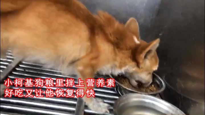 爱心志愿者为流浪小动物种上腊梅和紫薇树,杂乱仓库整理的井井有条