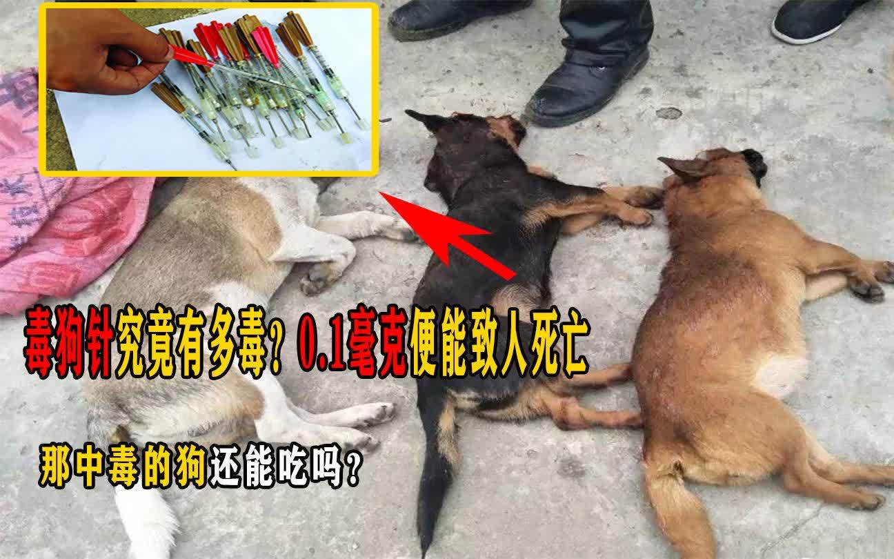 毒狗针究竟有多毒?0.1毫克便能致人死亡,那中毒的狗还能吃吗?