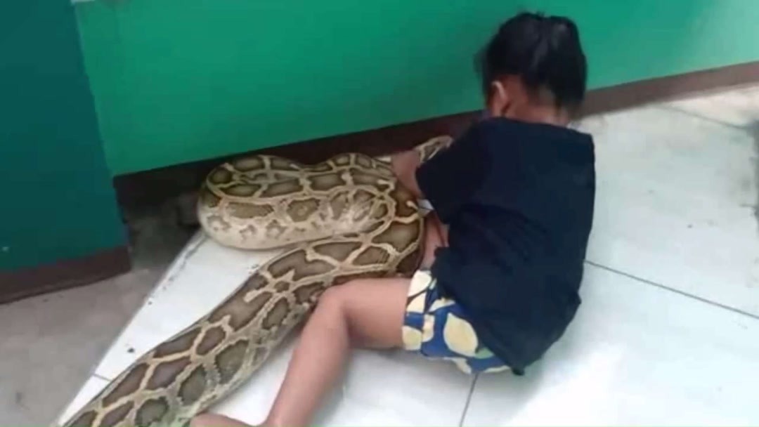 印尼女童为患口腔溃疡巨蟒上药 巨蟒放松配合