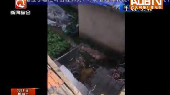 安庆桐城:藏獒发狂咬伤主人和路人 特警现场击毙,为今年第三例