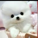 可爱的小白ߎ�ߐ�ߐ�ߐ�ߐ 