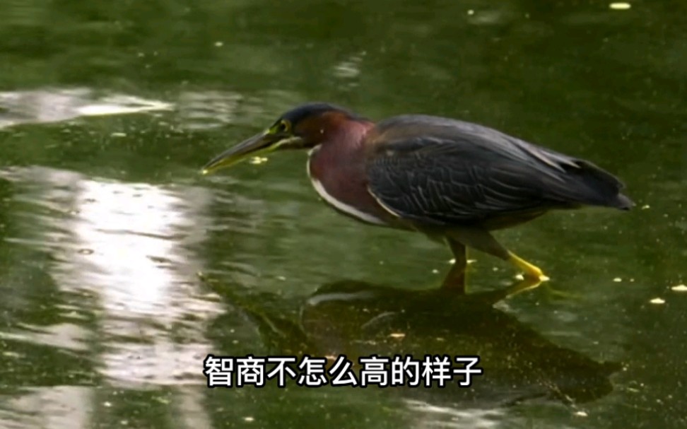 动物们的非凡捕猎技巧