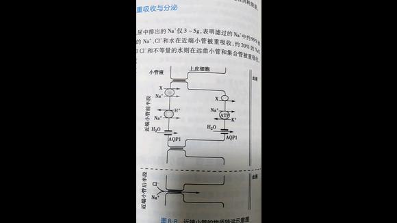 肾小管葡萄糖重吸收,肾糖阈概念