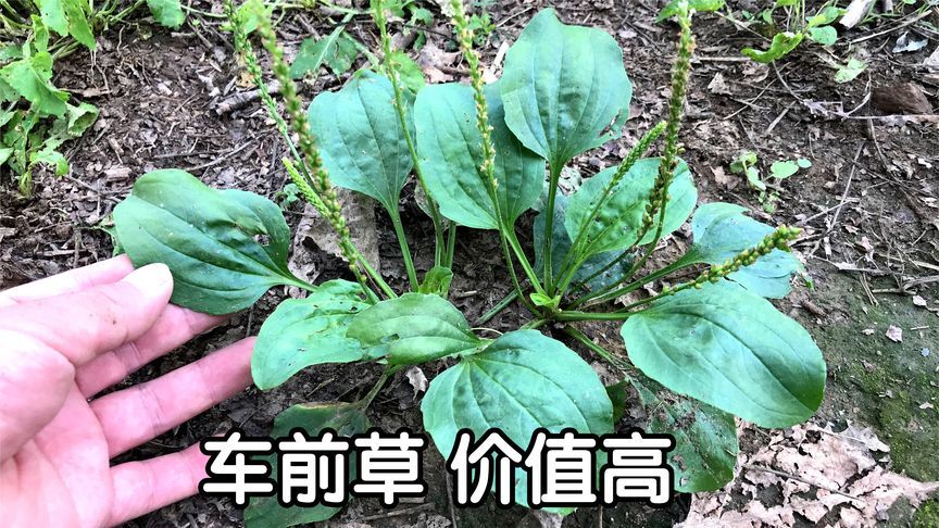 为啥那么多人喜欢"车前草",到底有啥价值与用途?看完就知道