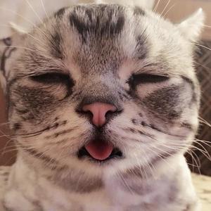 BonBonCat 