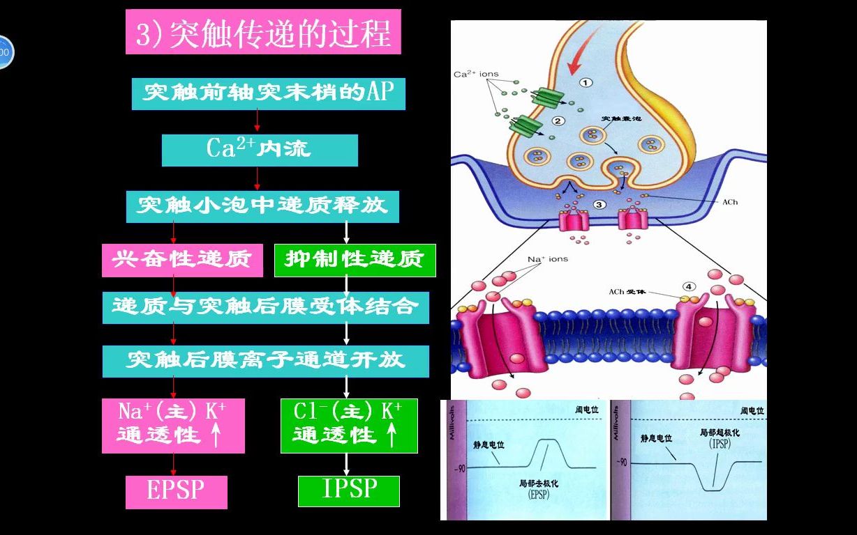 神经感官系统6 神经元间的信息传递2