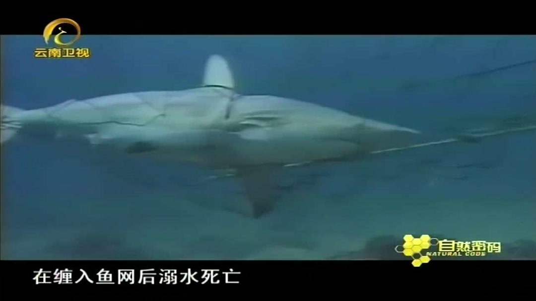 鲨鱼的悲惨死亡!人类肆意捕杀获取鱼鳍,现连小鲨鱼的鳍都不放过
