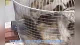 大神自制鸟笼捕鼠笼,一逮就是十几只,网友:简直就是个人才!