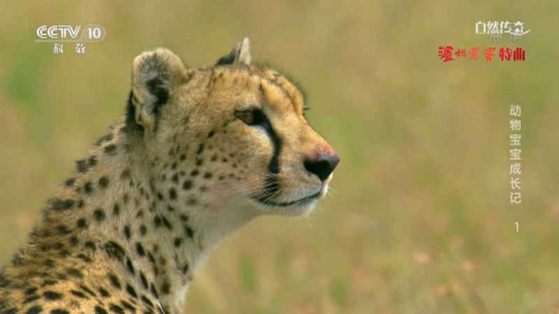 《自然传奇》 20210707 动物宝宝成长记 1