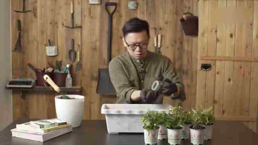 不想吃外面买的番茄试试在家盆栽种植吧