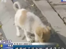 被狗咬了没打针 难道得了狂犬病? 131126 每日新闻