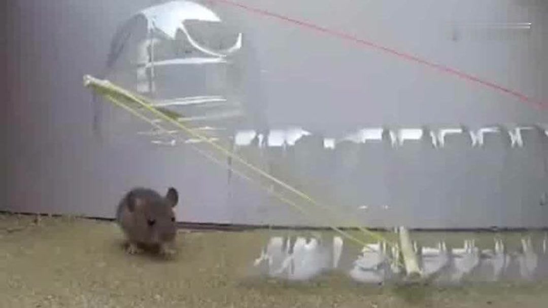 牛人自制的几种捕鼠器就是这么简单!再也不担心狗狗误食了