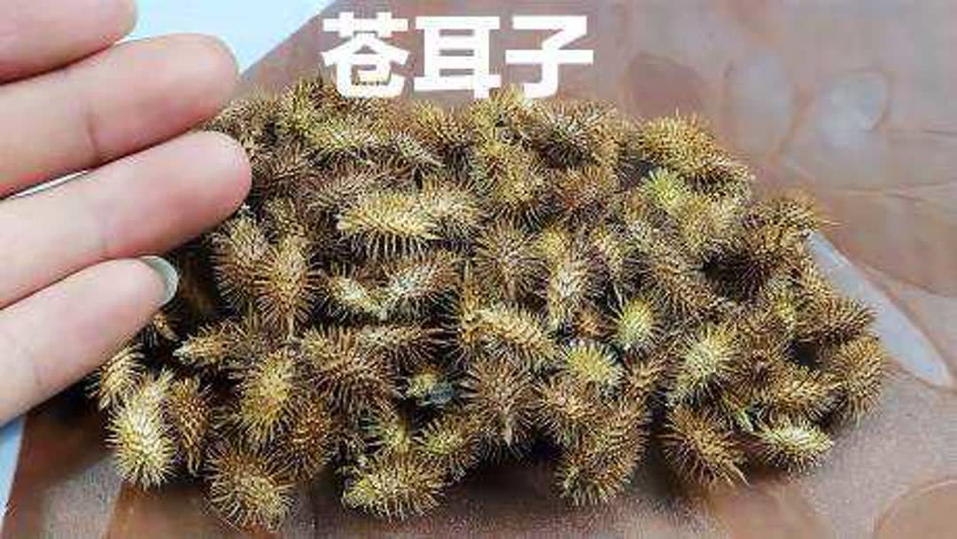晒干的苍耳子,它的价值到底有多好?现在总算弄明白了