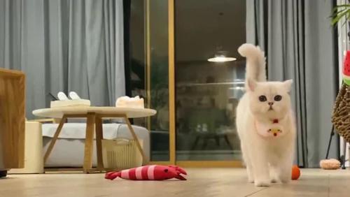 猫咪爱你都有哪些表现