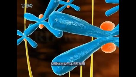 细胞有丝分裂3D动画