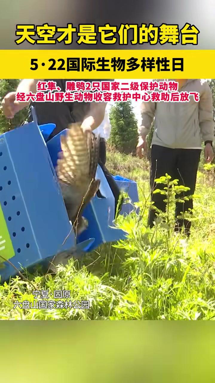 今天是国际生物多样性日,红隼、雕鸮2只国家二级保护动物经六盘山...