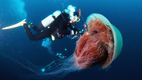世界5个最毒的生物!看见它千万别碰!