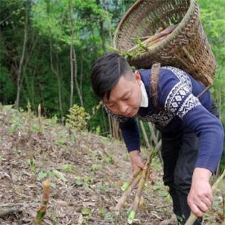 山客林哥