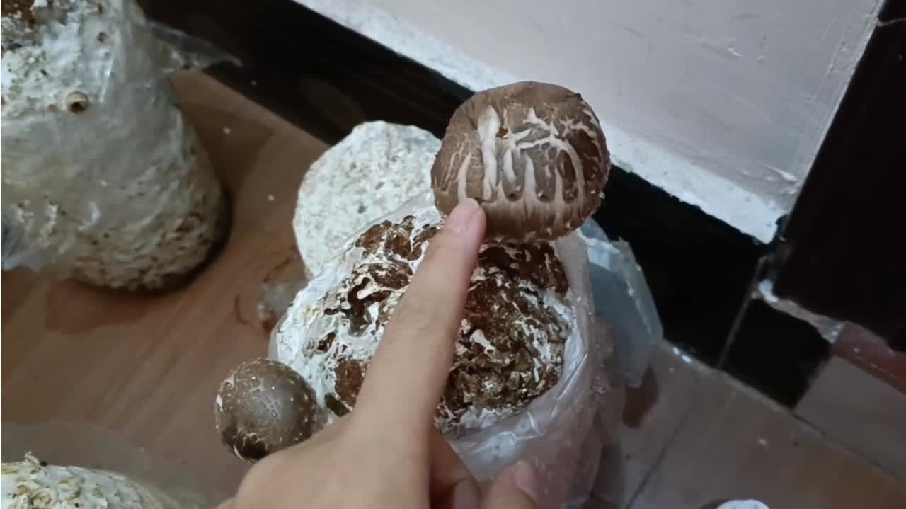 我的一天:记录着我在家种植的平菇与香菇的成长状况