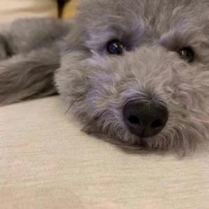 熊猫短视频剪辑 