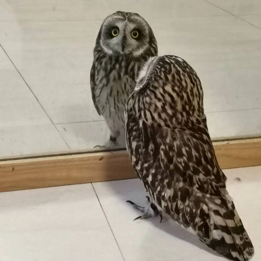 猫咪小草 