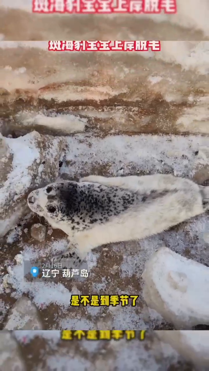 收集他的毛制成线织毛衣肯定很暖和