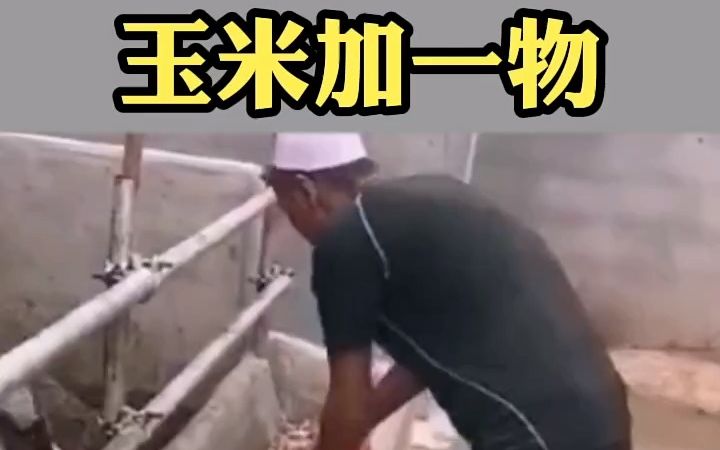 玉米加一物,羊群变成摇钱树
