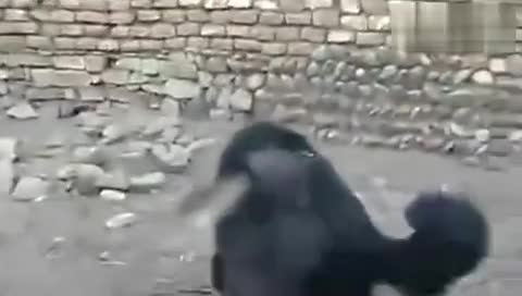 真实藏獒打架视频 比狮子老虎还凶